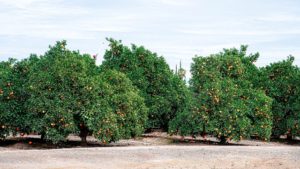 What is Mediterranean Agriculture | AMPLIFY XL